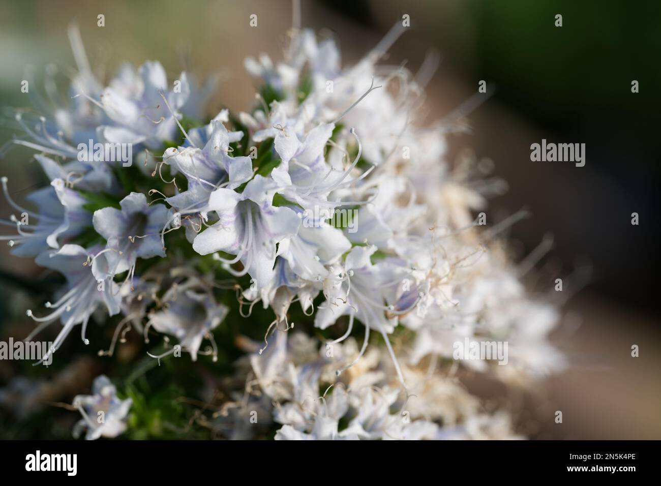 white plant at Kew Gardens Stock Photo - Alamy