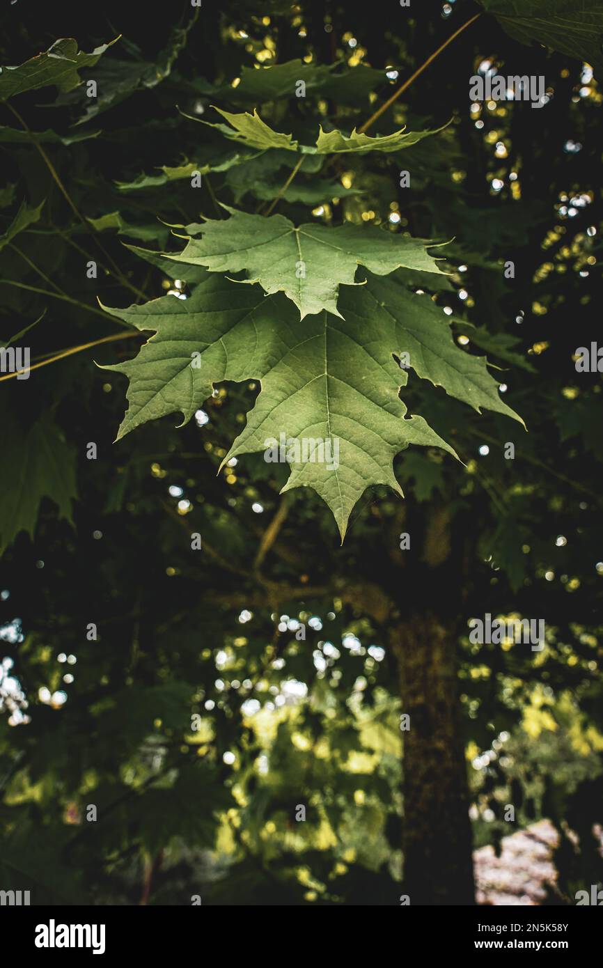 A Maple leaves dangle from a tree in the woods Stock Photo - Alamy