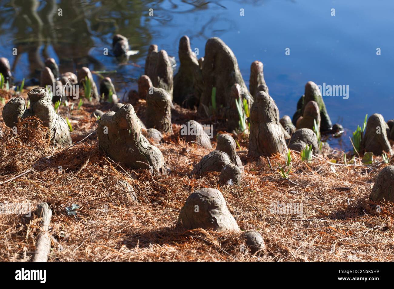 strange tree roots in Kew Gardens Stock Photo - Alamy