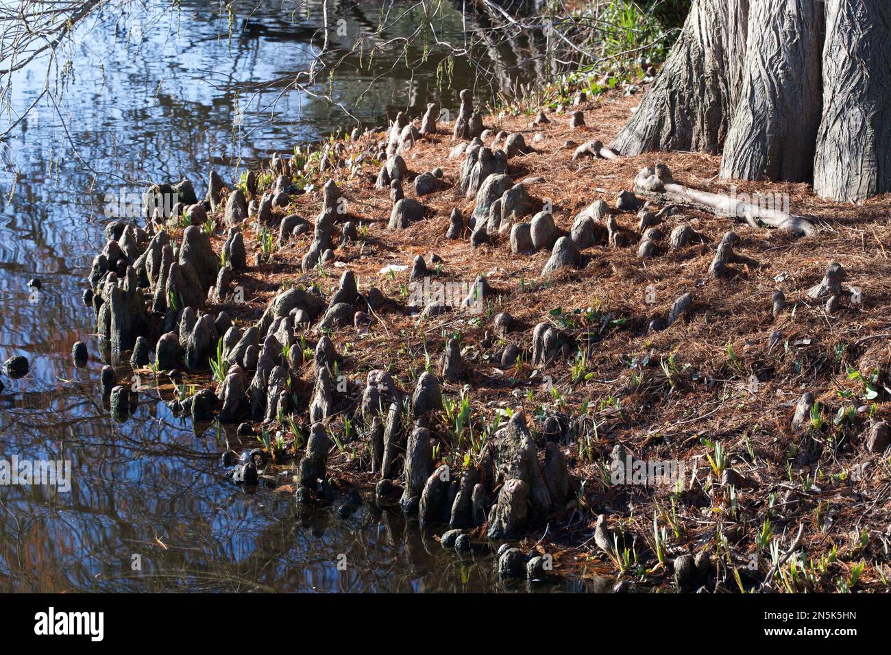 strange tree roots in Kew Gardens Stock Photo - Alamy