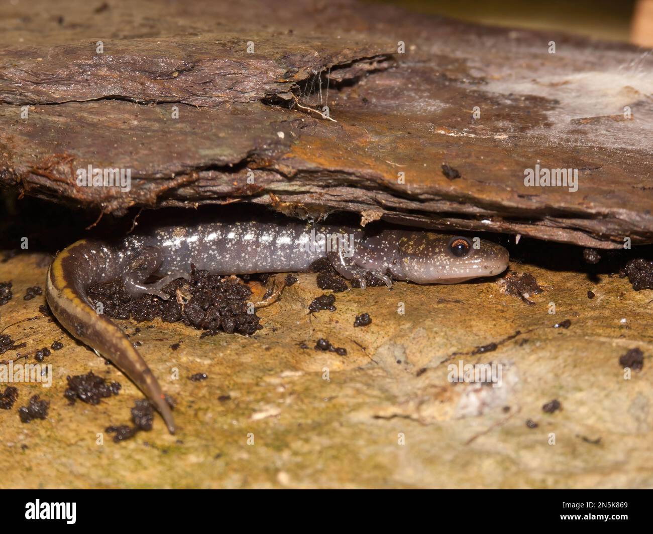 Detailed closeup on a Longtoed mole salamander, Ambystoma macrodactylum ...