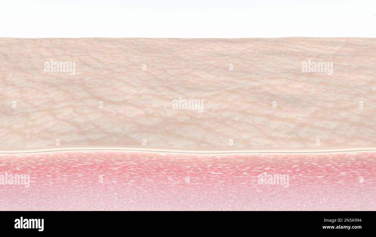 Skin surface and tissue cross-section. Medical illustration. 3d render ...