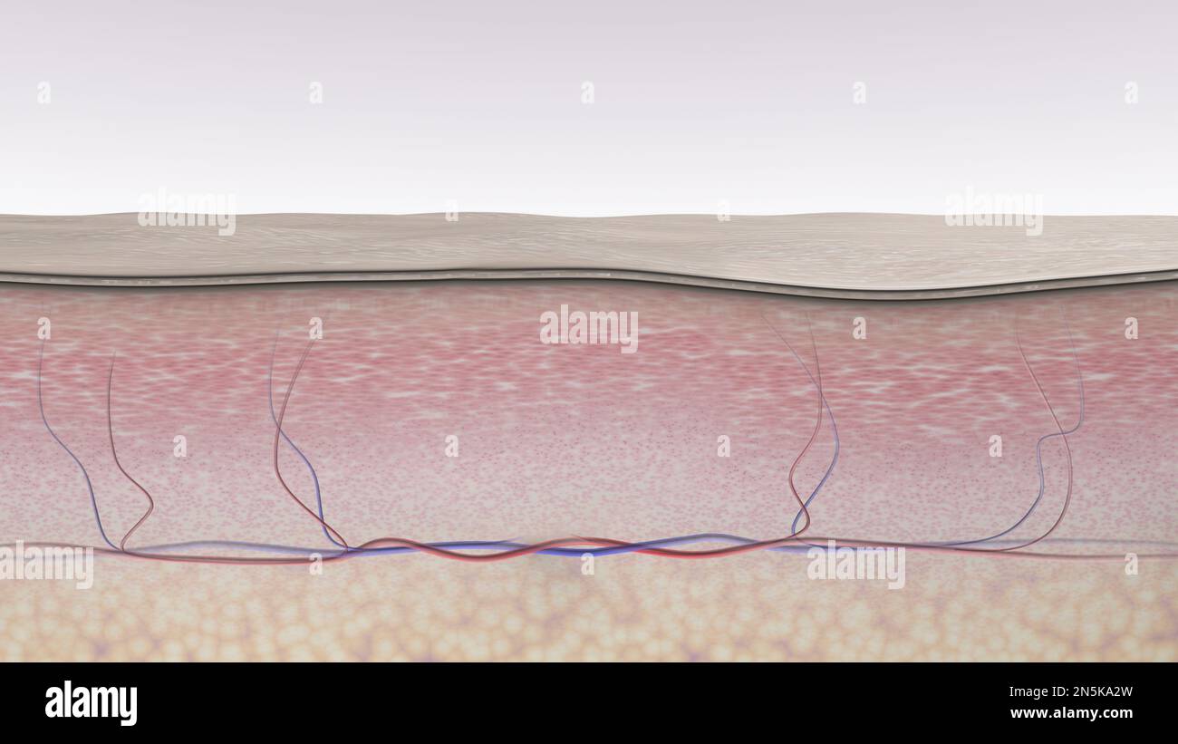 Skin tissues cross-section. Medical illustration. 3d render Stock Photo ...