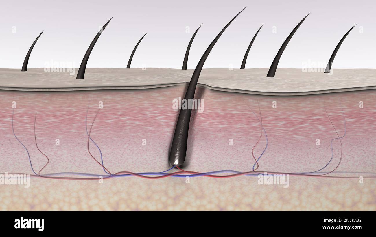 Human skin cross section model hi-res stock photography and images - Alamy