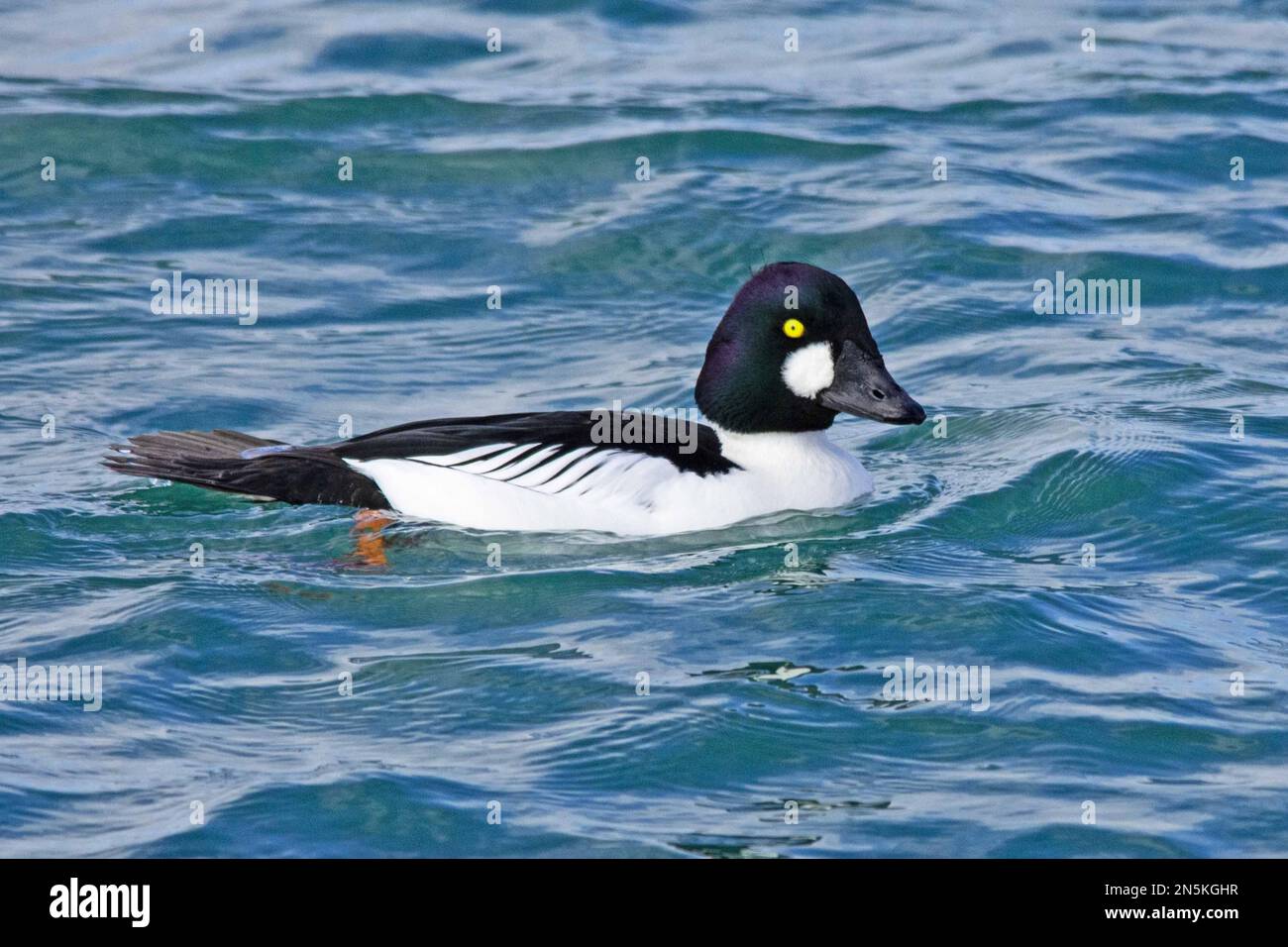 Common Goldeneye duck Stock Photo - Alamy