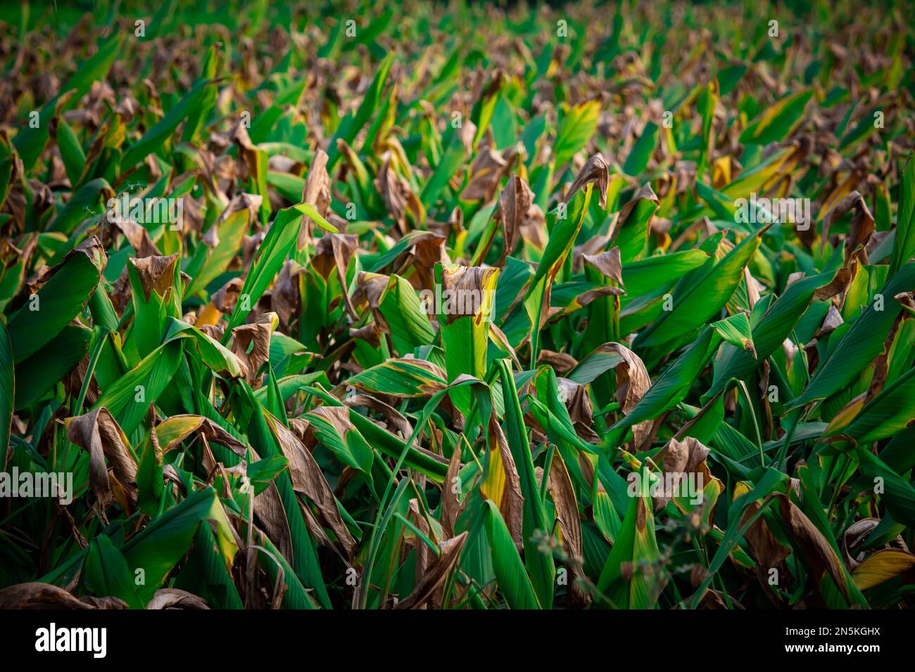 Turmeric Plantation (Curcuma longa), in rural village of Tamil Nadu ...