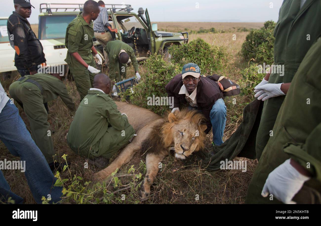 In this photo taken Saturday, Jan. 25, 2014, a team led by the Kenya ...