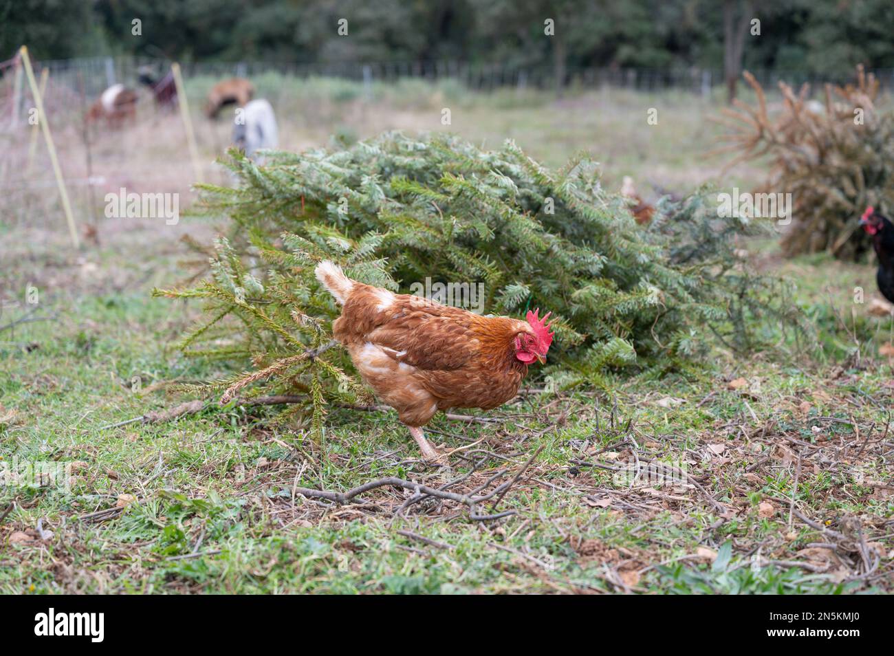Fir poultry hi-res stock photography and images - Alamy