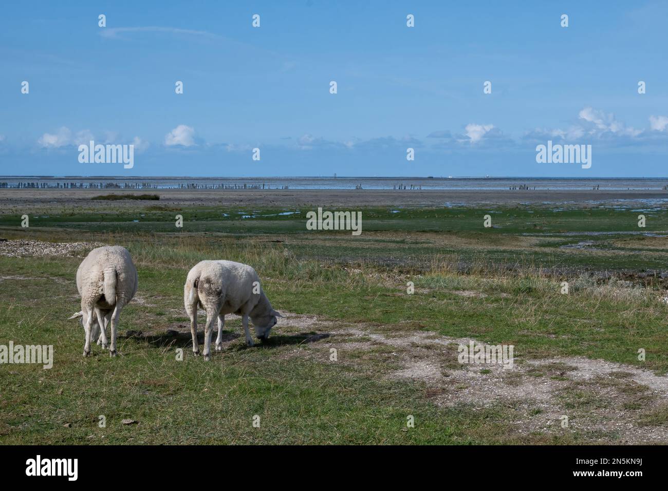 A rear view of two white sheep grazing on a rural grassy valley Stock Photo - Alamy