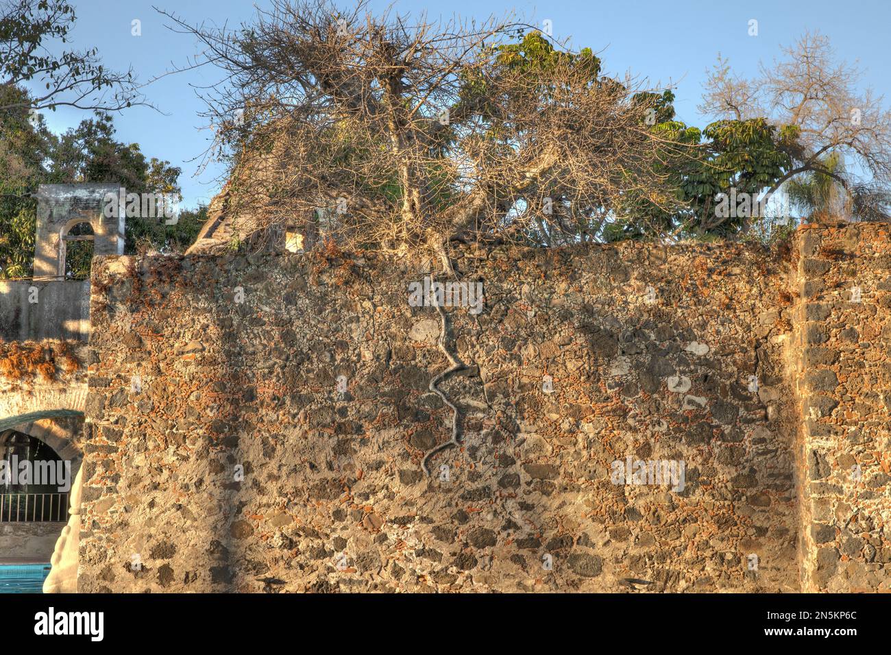 Tree on wall with roots exposed Stock Photo - Alamy