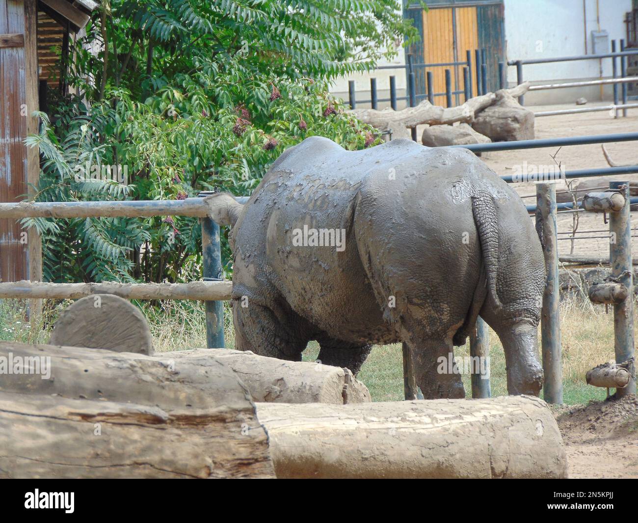 rhino seen from behind at the zoo Stock Photo - Alamy