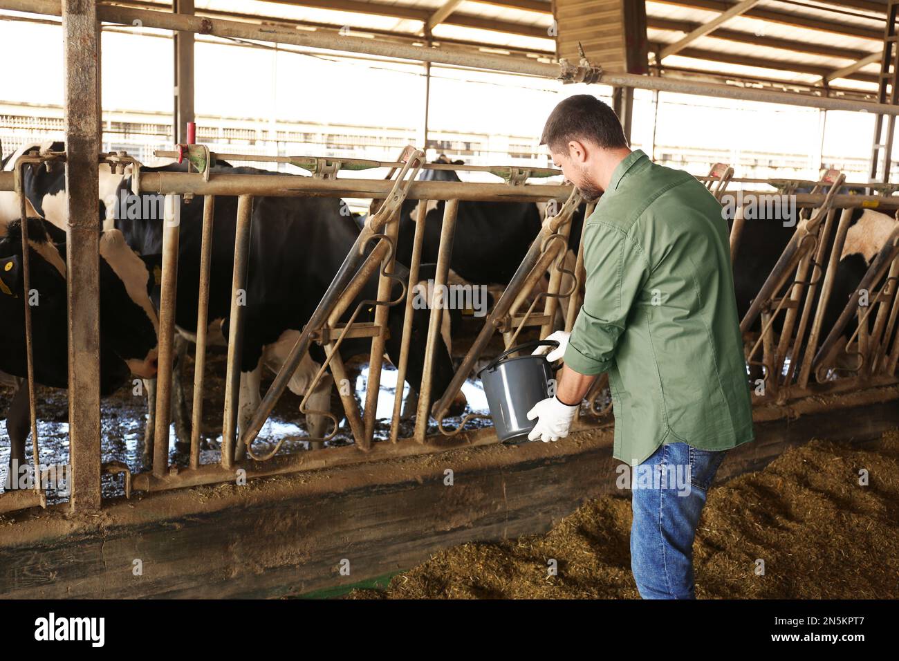 Worker feeding cow on farm. Animal husbandry Stock Photo - Alamy