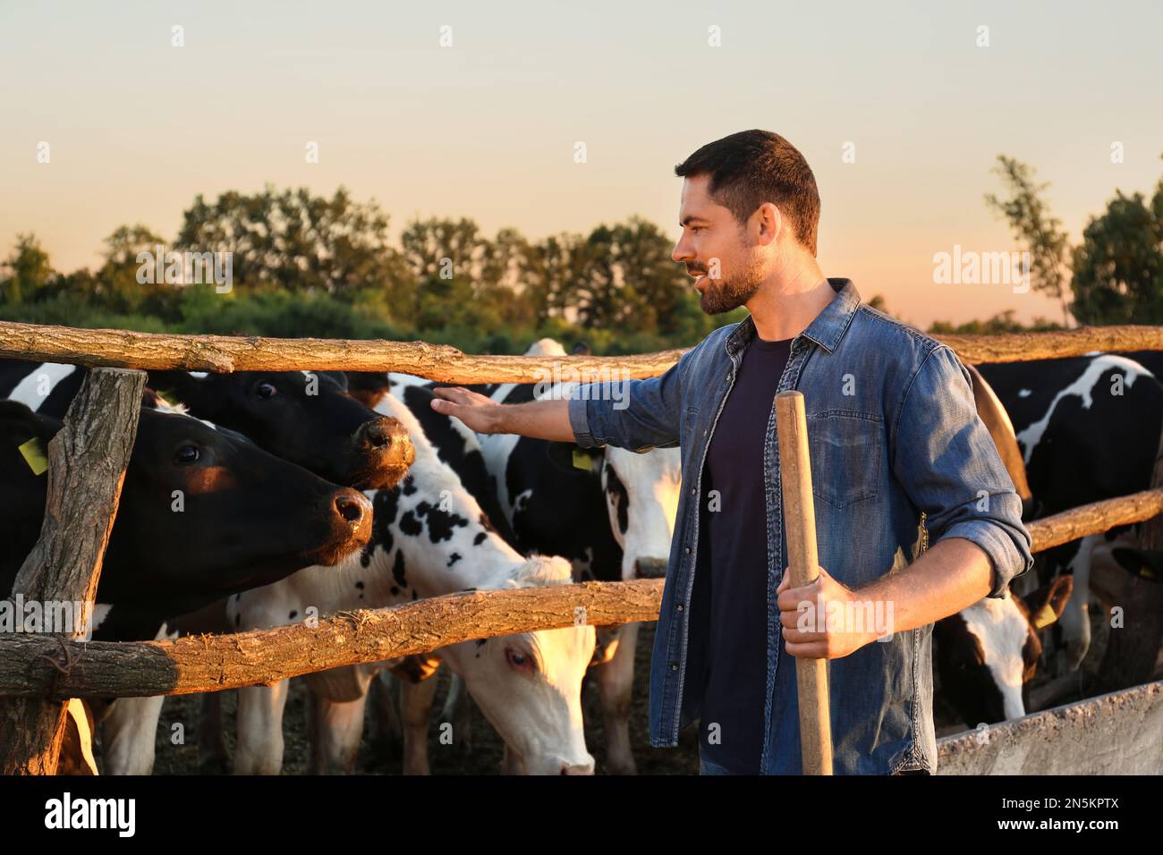 Worker with shovel near cow pen on farm. Animal husbandry Stock Photo ...