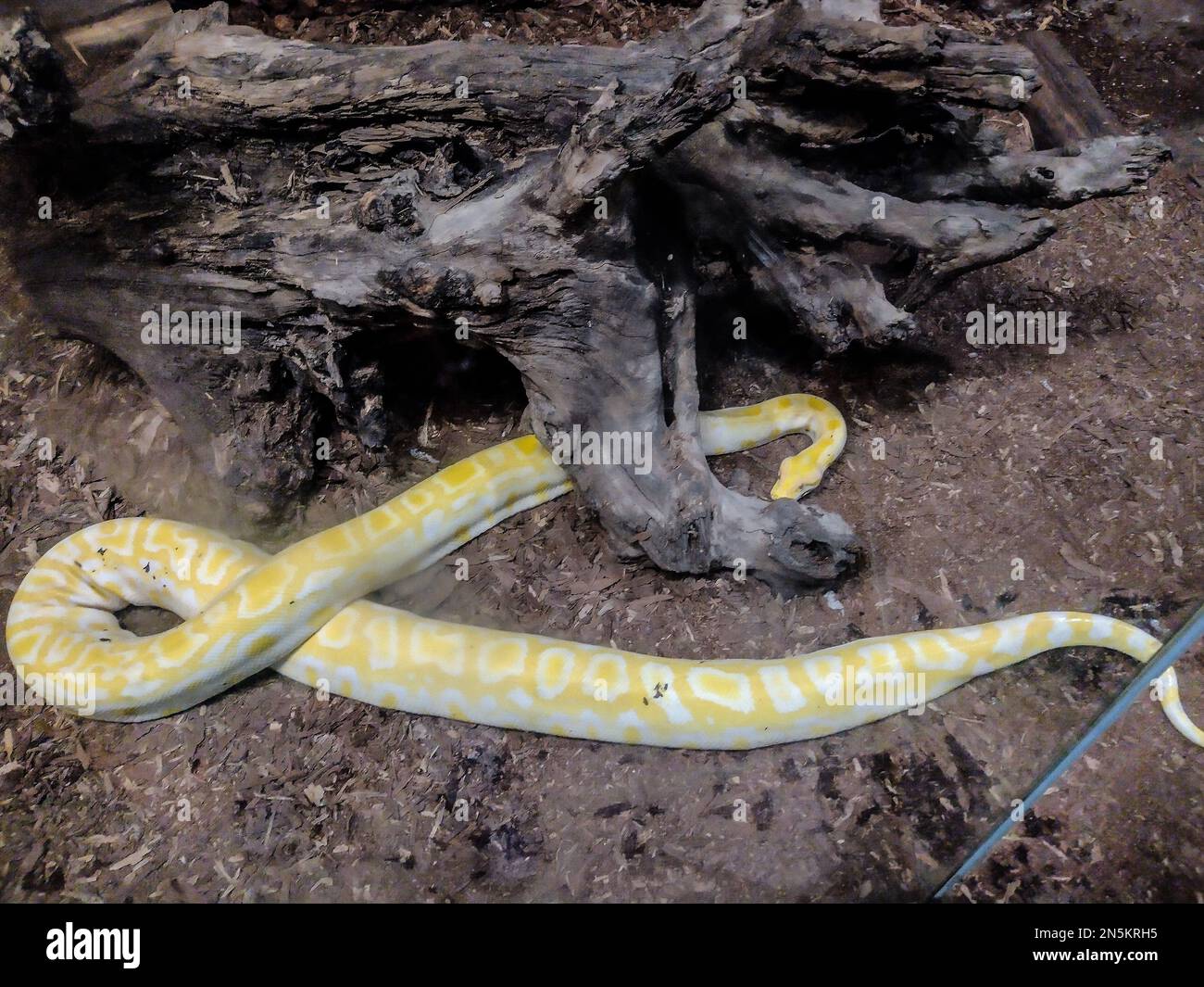 Indian rock python. Big yellow snake Stock Photo - Alamy