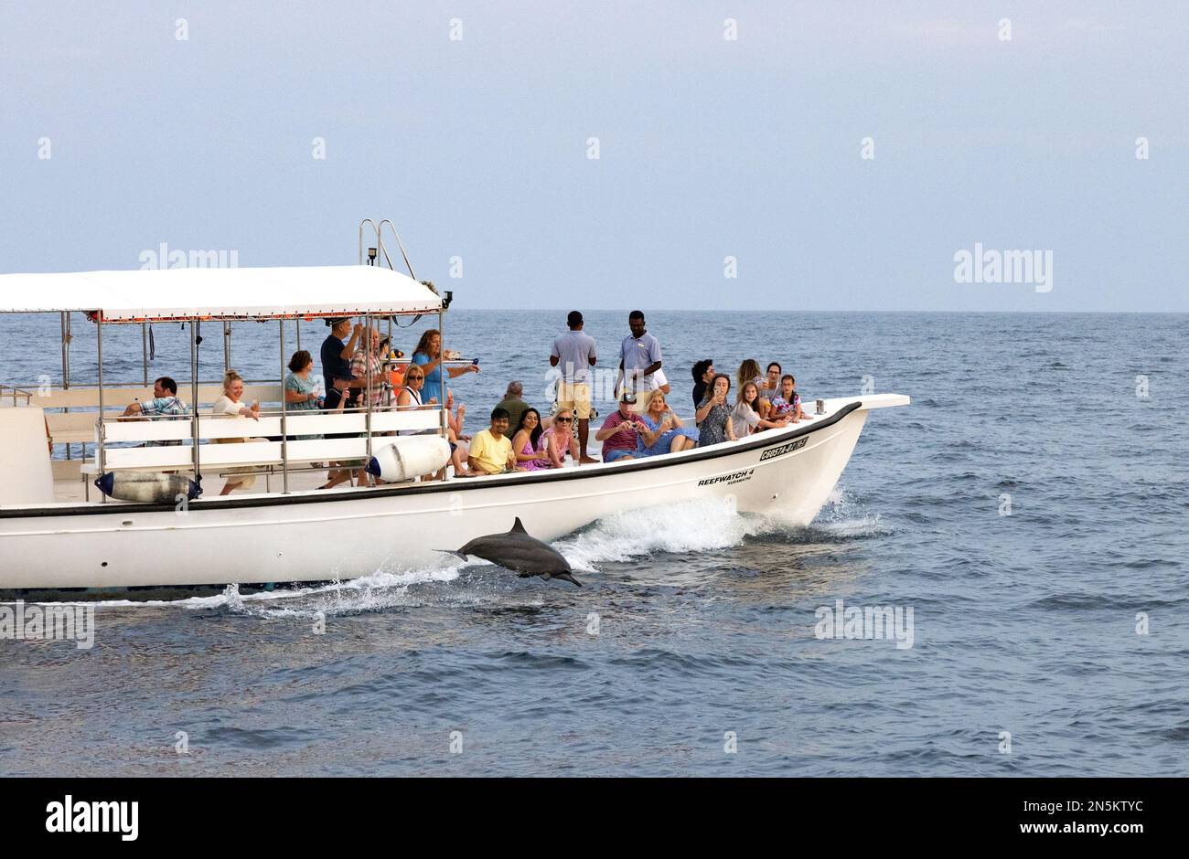 Dolphin watching, Maldives, - tourists boat with dolphin jumping by the ...
