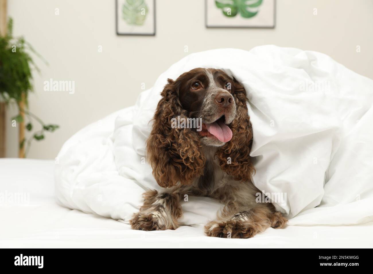 Adorable dog covered with blanket at home Stock Photo - Alamy