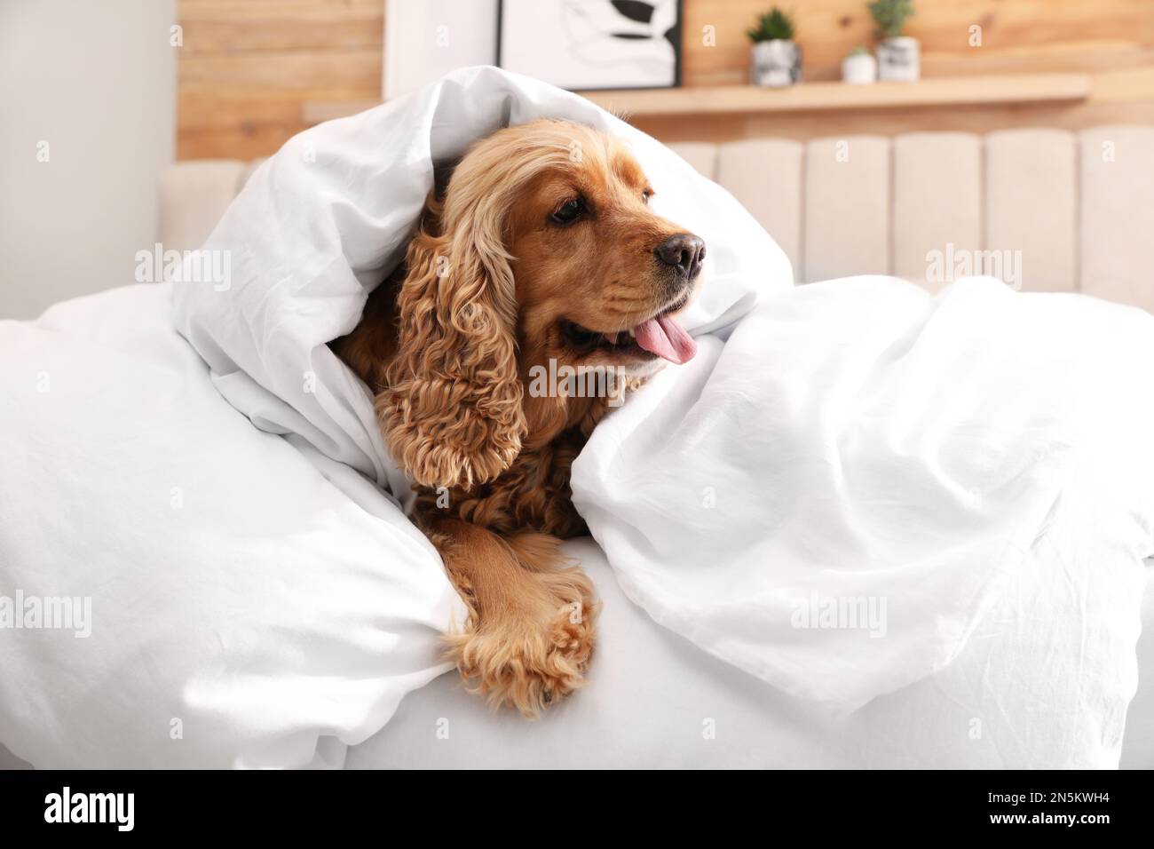 Cute English cocker spaniel covered with soft blanket on bed Stock ...