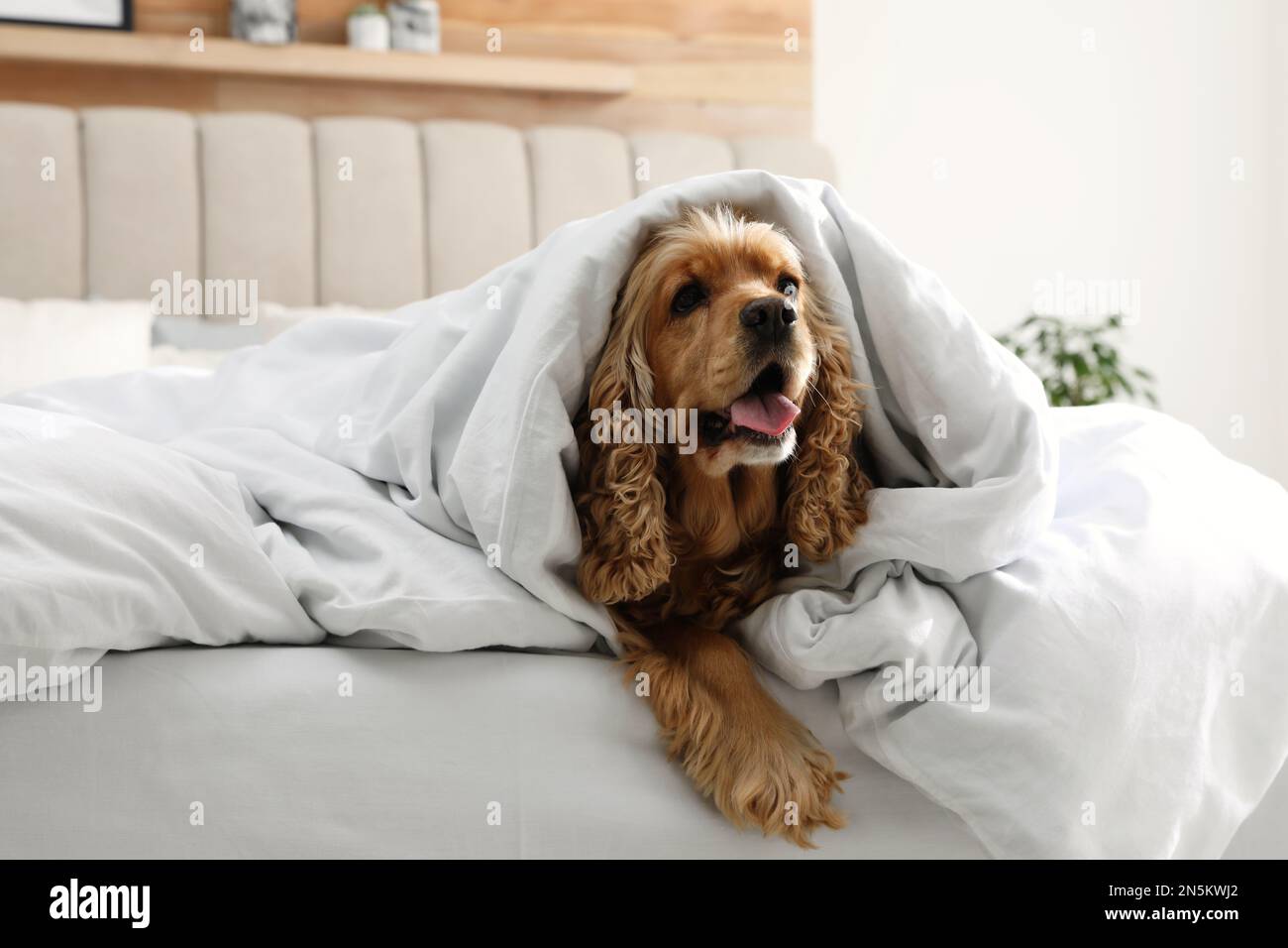 Cute English cocker spaniel covered with soft blanket on bed Stock ...