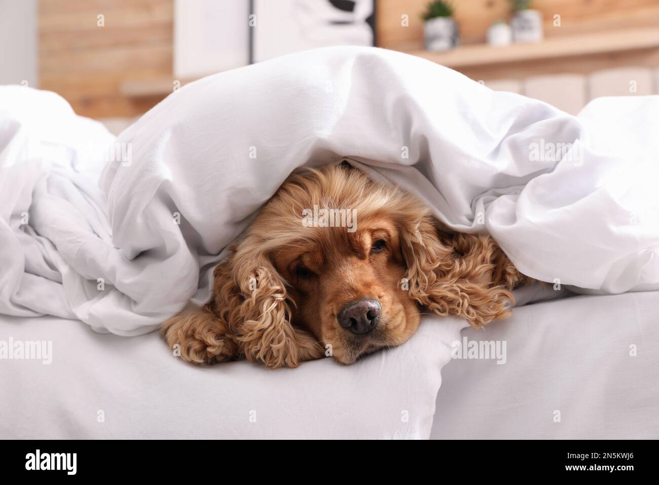 Cute English cocker spaniel covered with soft blanket on bed Stock ...