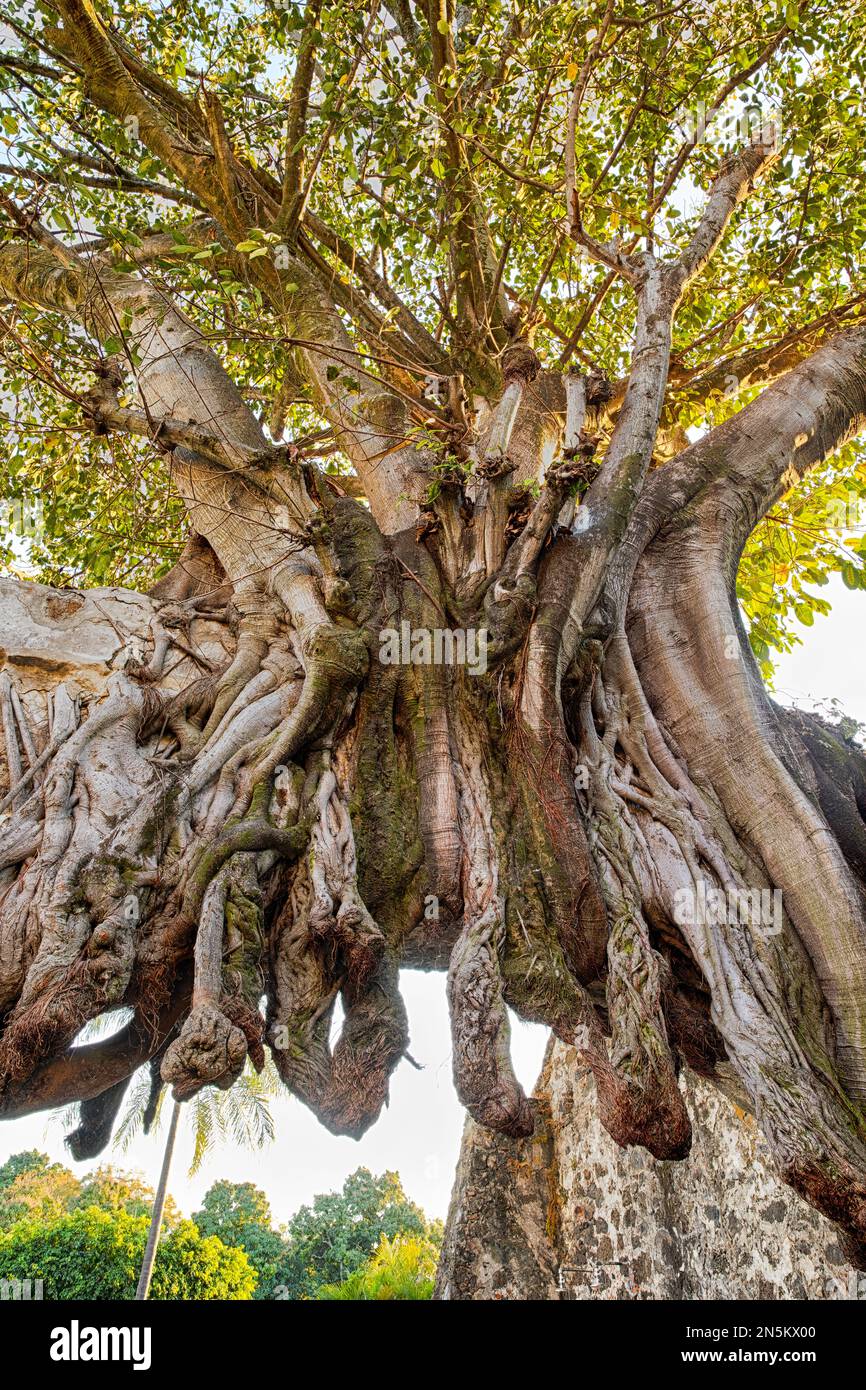 Tree with exposed roots Stock Photo - Alamy