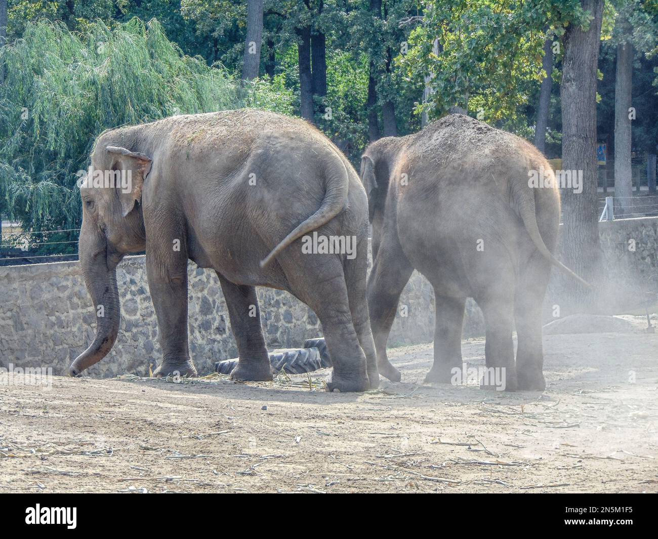 two asian elephants at the zoo Stock Photo - Alamy