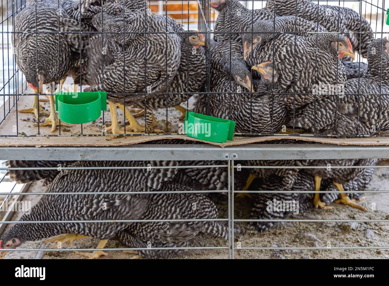 Black Feather Birds in Multi Level Chickens Cage Poultry Farm Stock ...