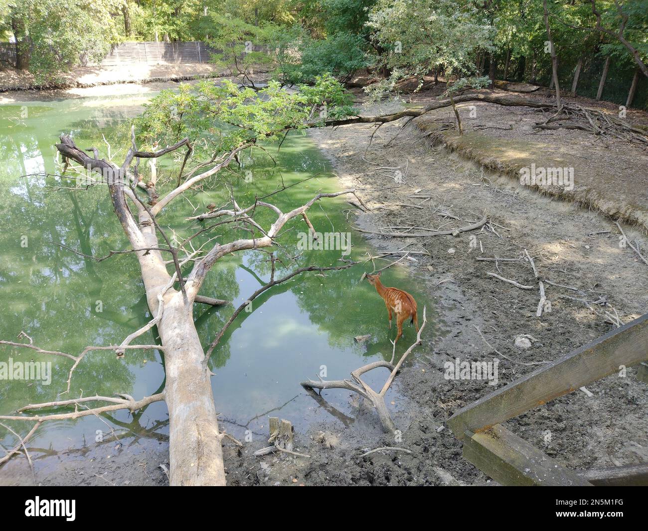 Sitatunga antelope in the water in summer Stock Photo - Alamy