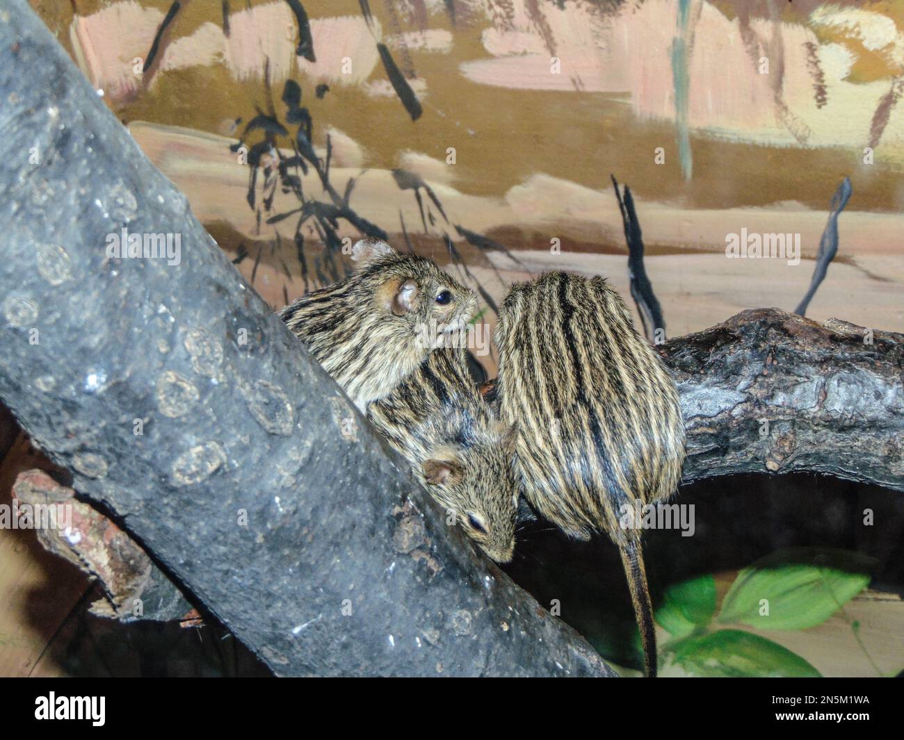 group of barbary striped grass mouse Stock Photo - Alamy