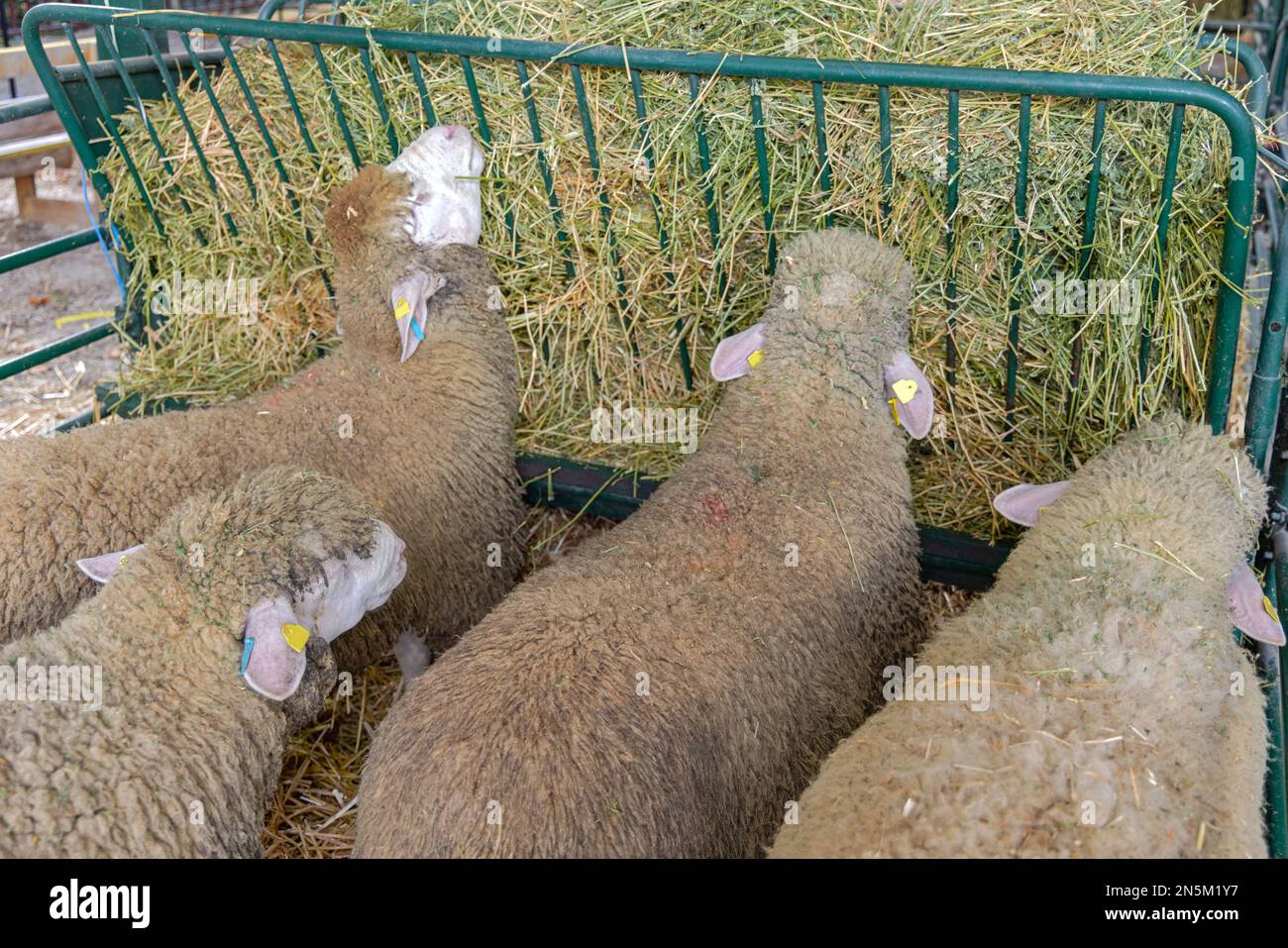 Sheep Feeding in Pen at Animal Farm Stock Photo - Alamy