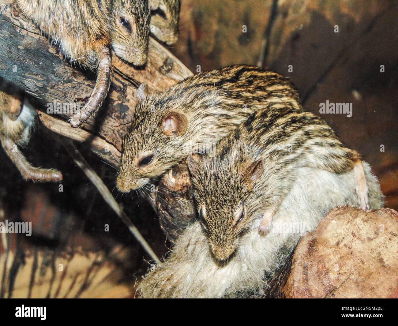Striped grass mice hi-res stock photography and images - Alamy