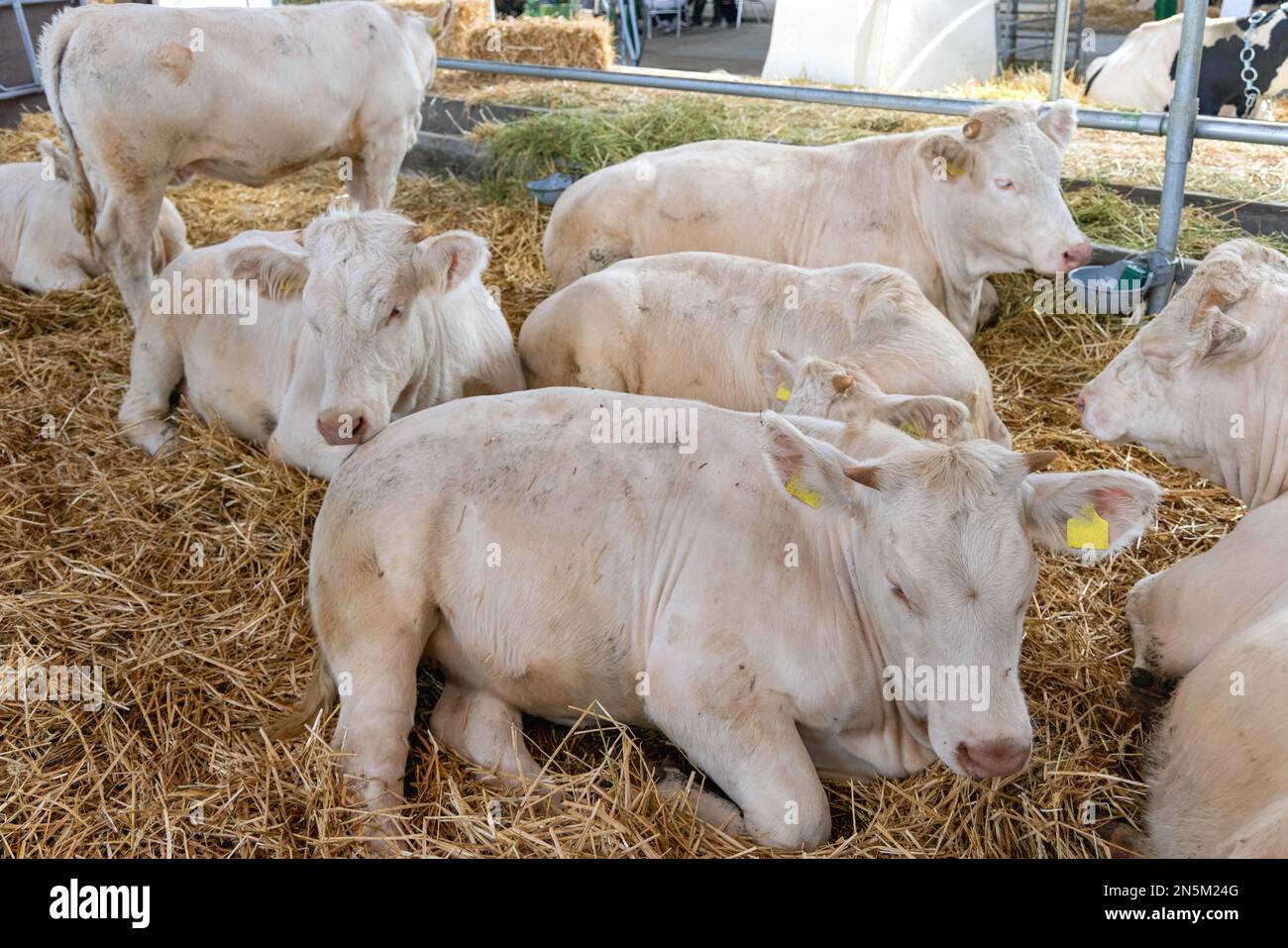 White Cows Laying Down Sleeping at Cattle Farm Stock Photo - Alamy
