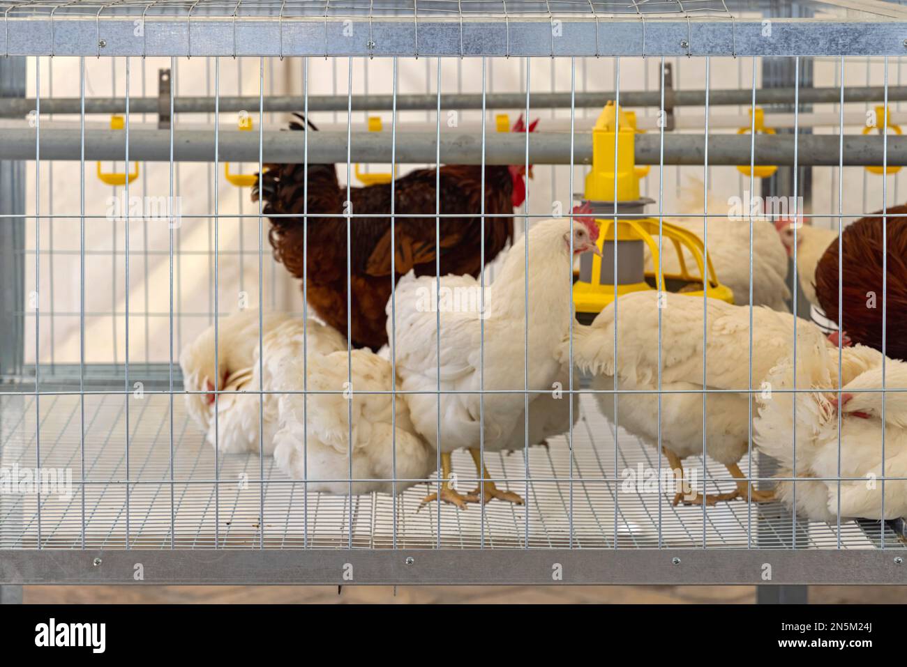 Chickens Birds in Wire Cage at Poultry Farm Stock Photo - Alamy