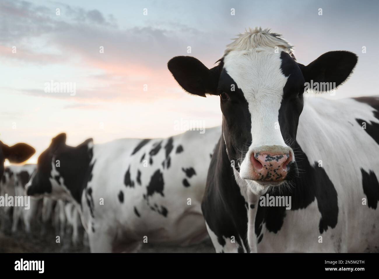Pretty cows hi-res stock photography and images - Alamy