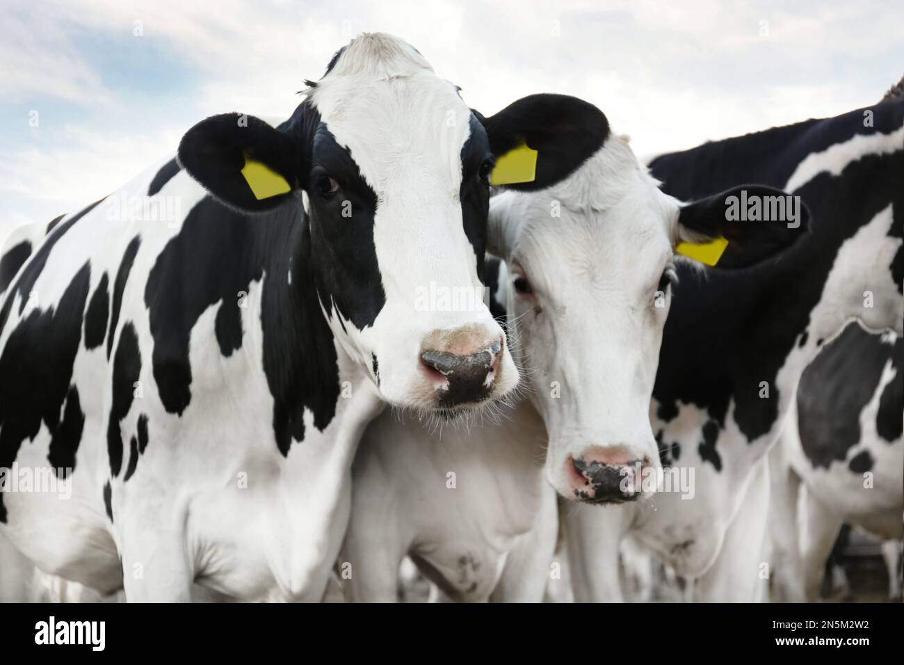 Husbandry many hi-res stock photography and images - Alamy