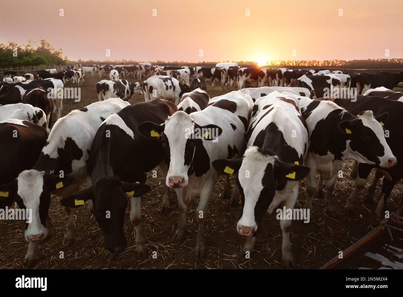 Pretty cows in cattle pen on farm. Animal husbandry Stock Photo - Alamy