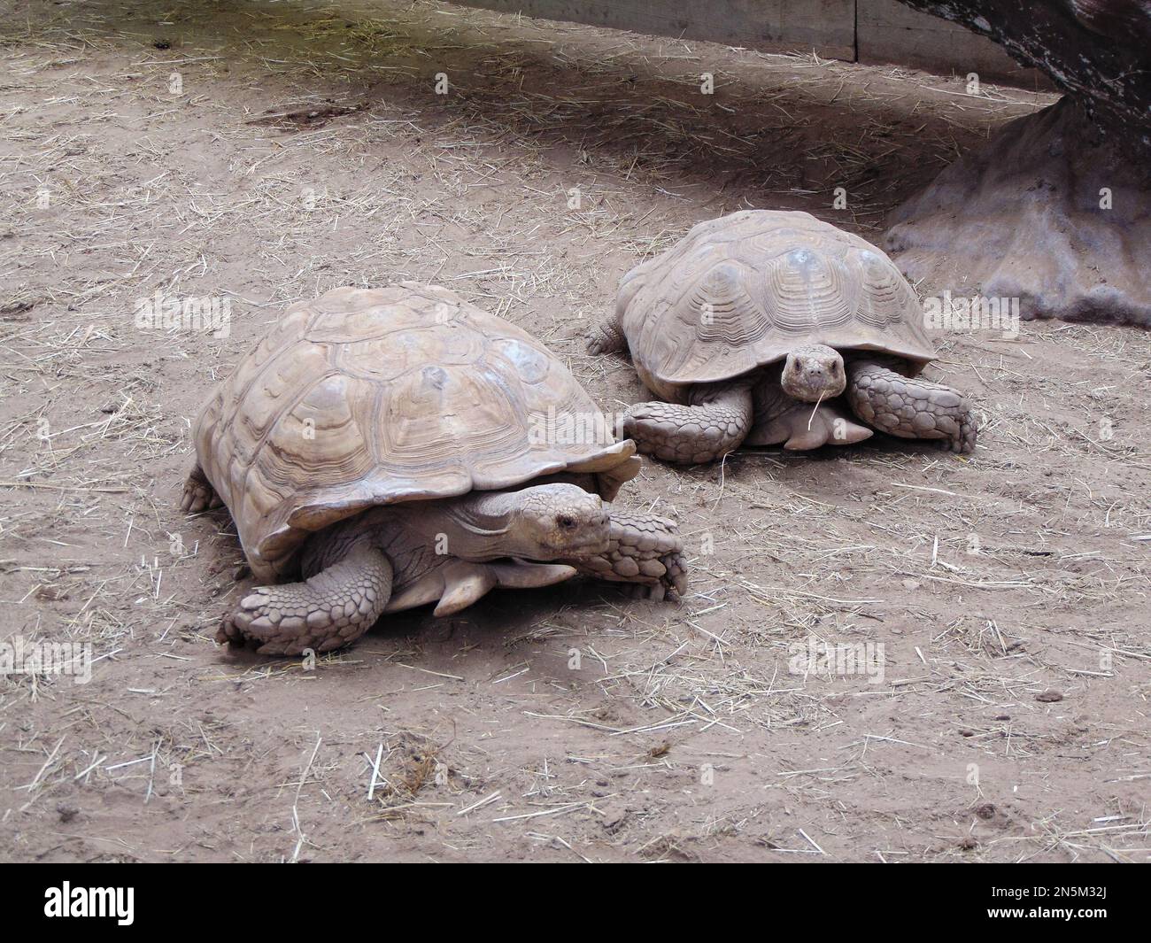 Two african spurred tortoise video hi-res stock photography and images ...