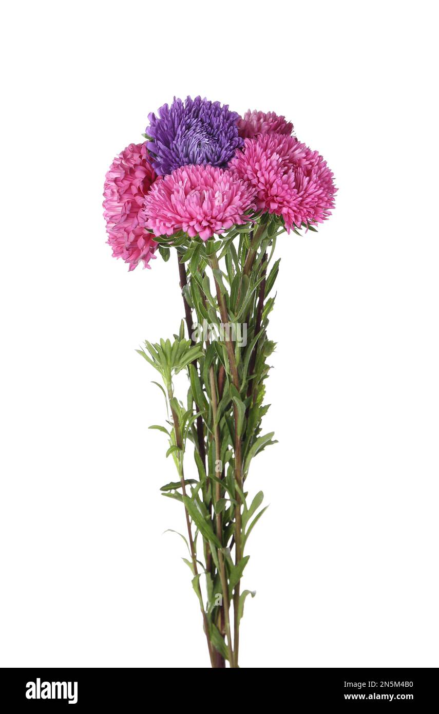 Bouquet of beautiful aster flowers on white background Stock Photo - Alamy