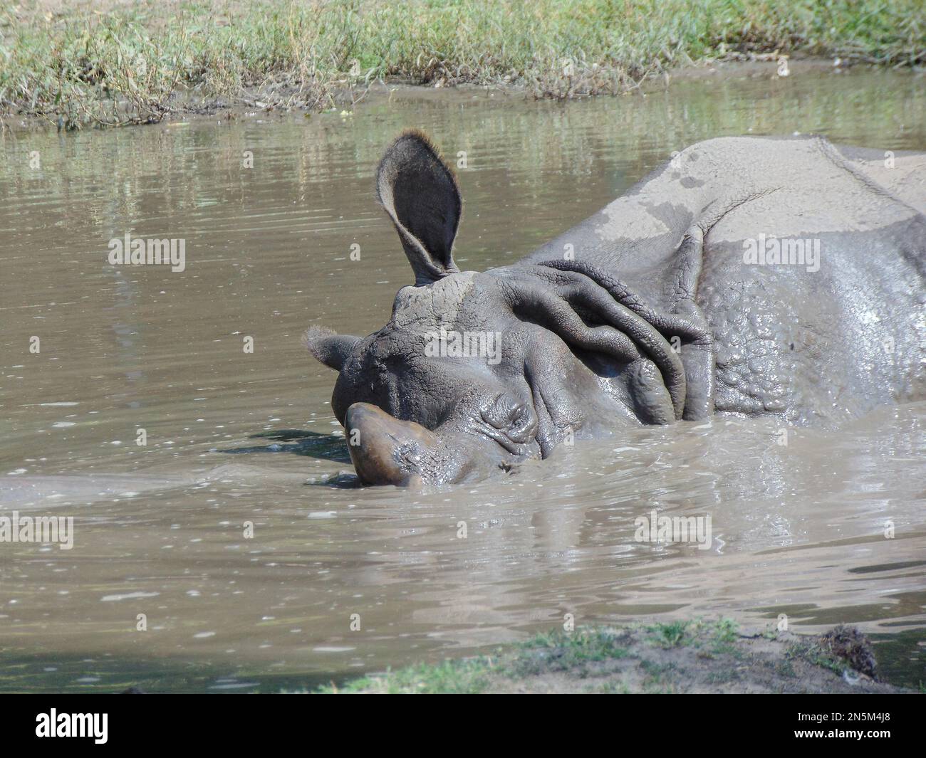 a white rhinoceros stands in the water during a hot summer day. Rhino ...