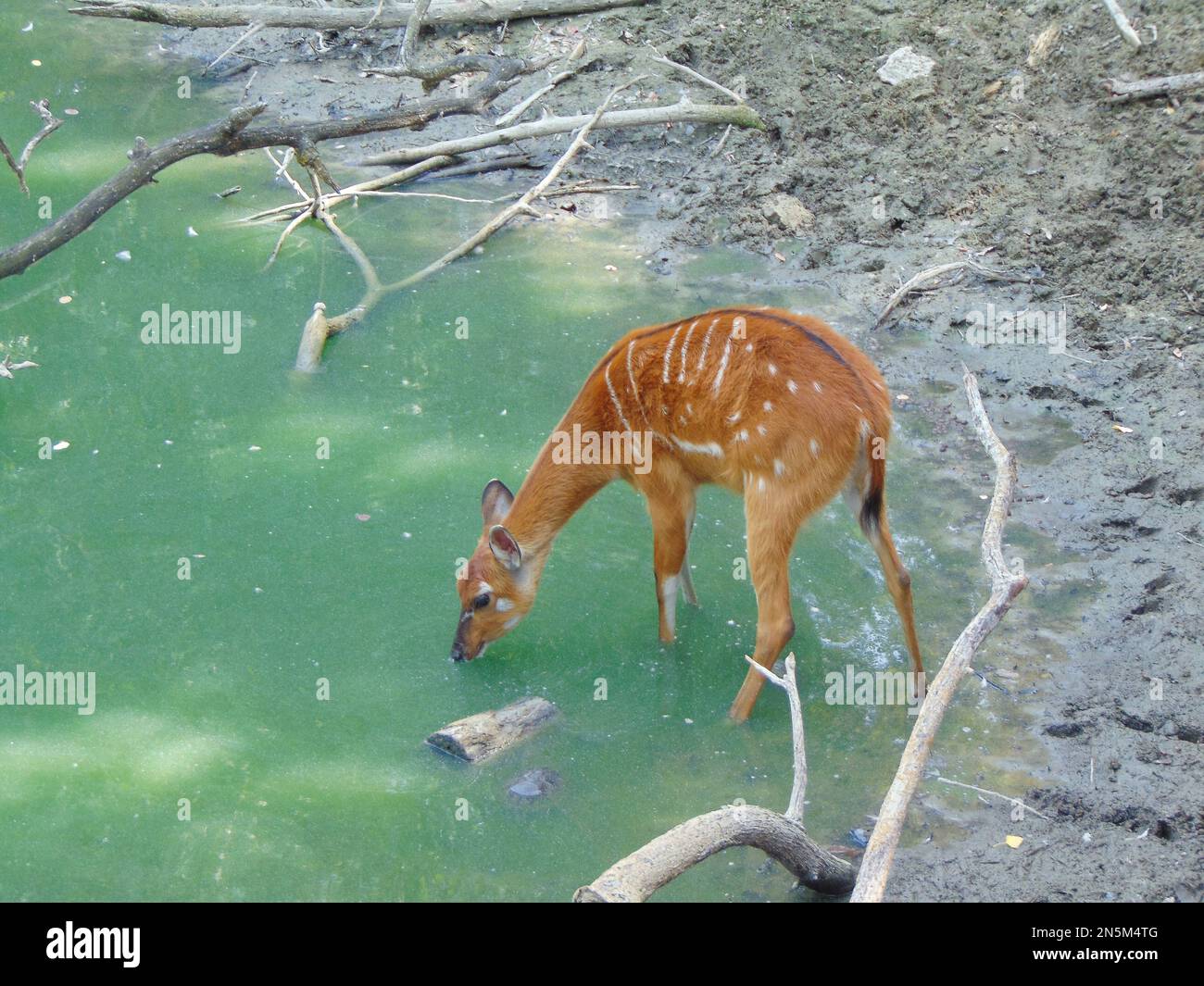 sitatunga antelope in the water Stock Photo - Alamy