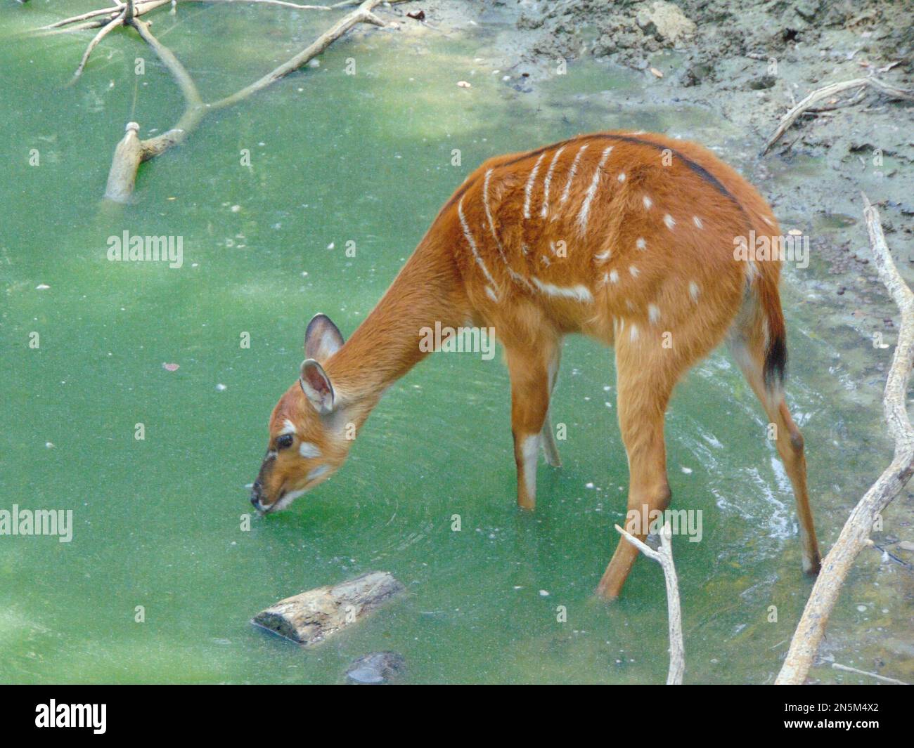 Sitatunga antelope hi-res stock photography and images - Alamy