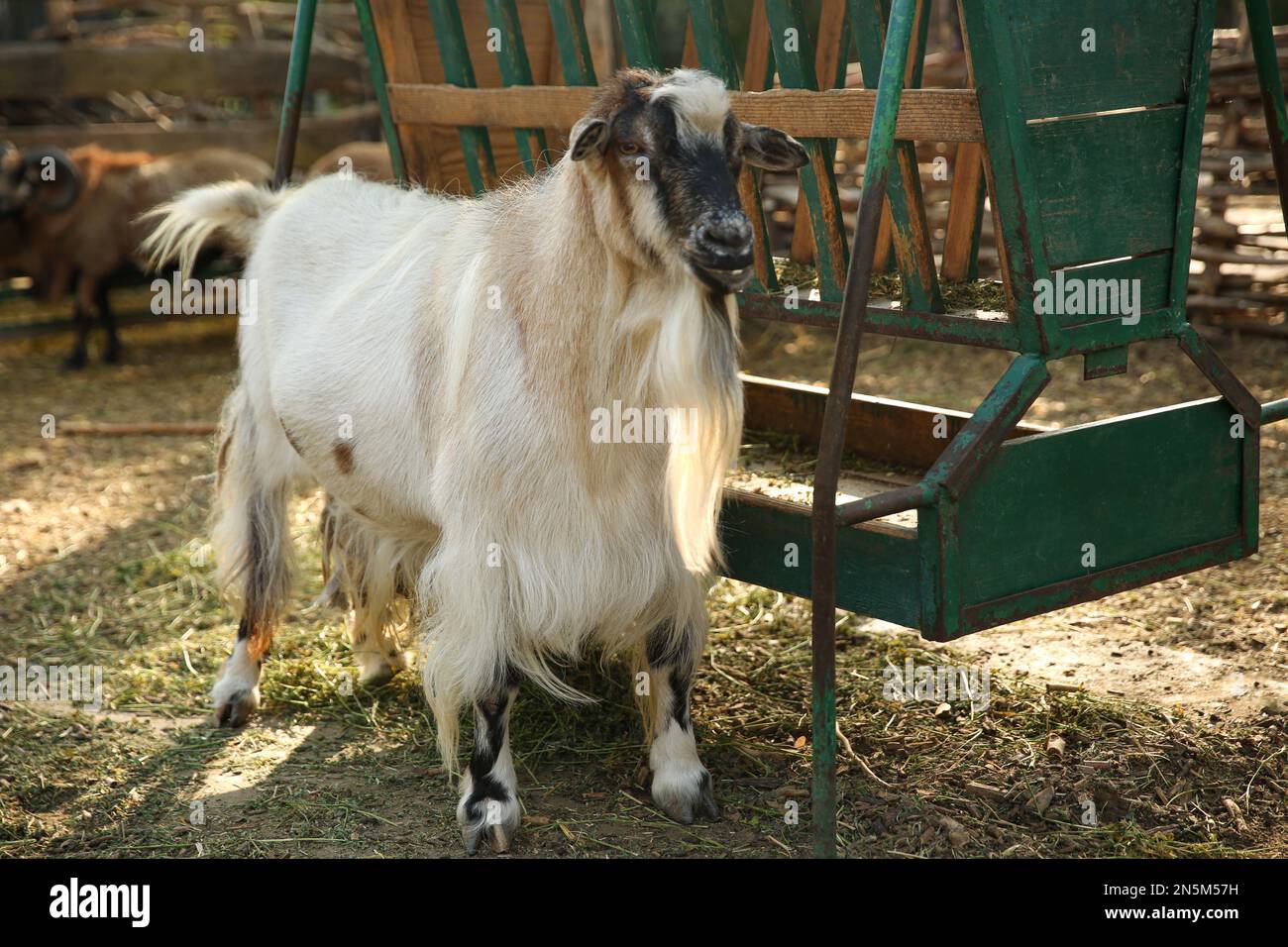 Beautiful white goat in yard. Farm animal Stock Photo - Alamy