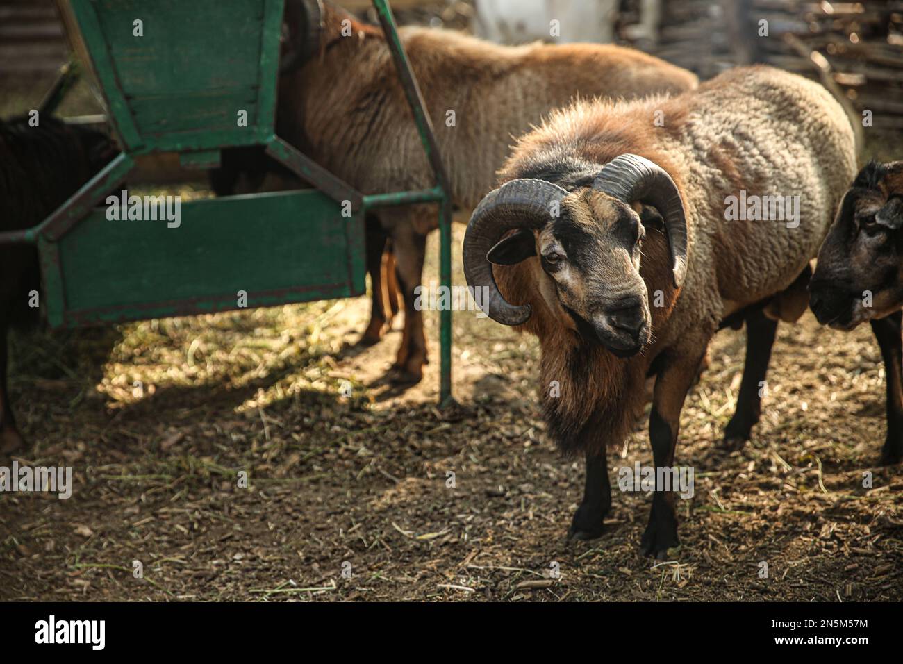 Beautiful brown sheep in yard. Farm animals Stock Photo - Alamy