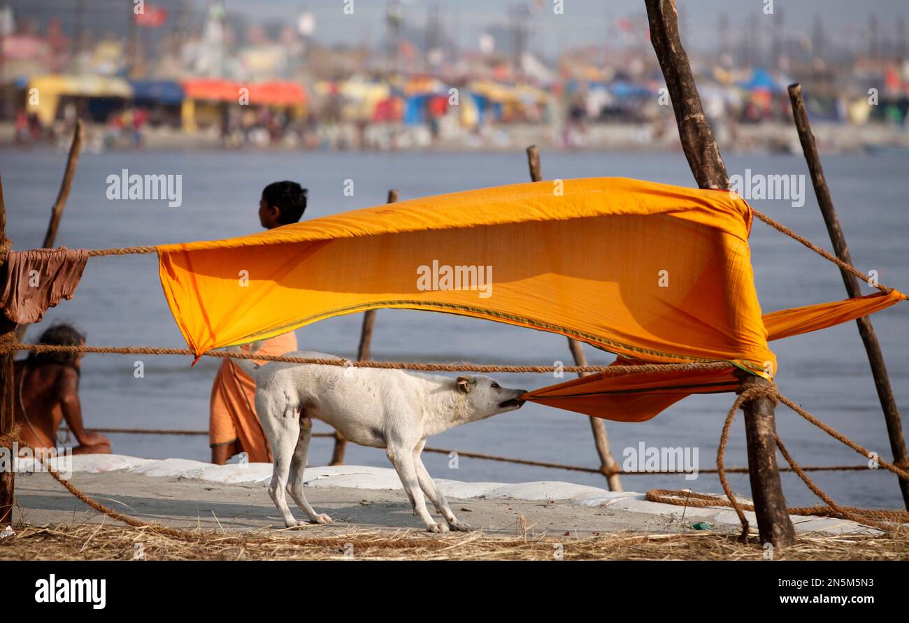 An Indian stray dog pulls on a piece of clothing hung to dry at the ...