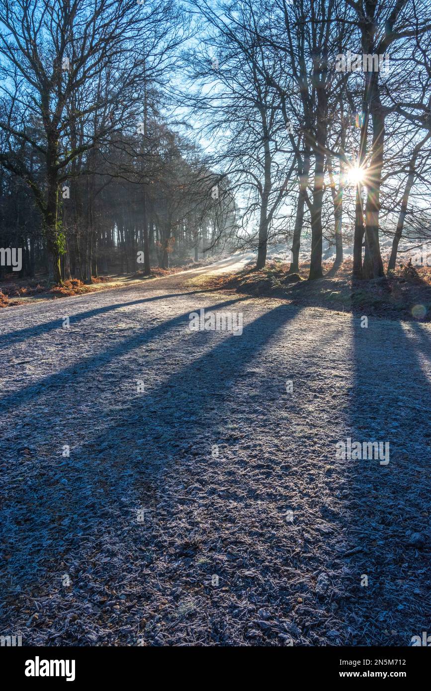 New Forest in frost and fog Feb 2023 Stock Photo - Alamy