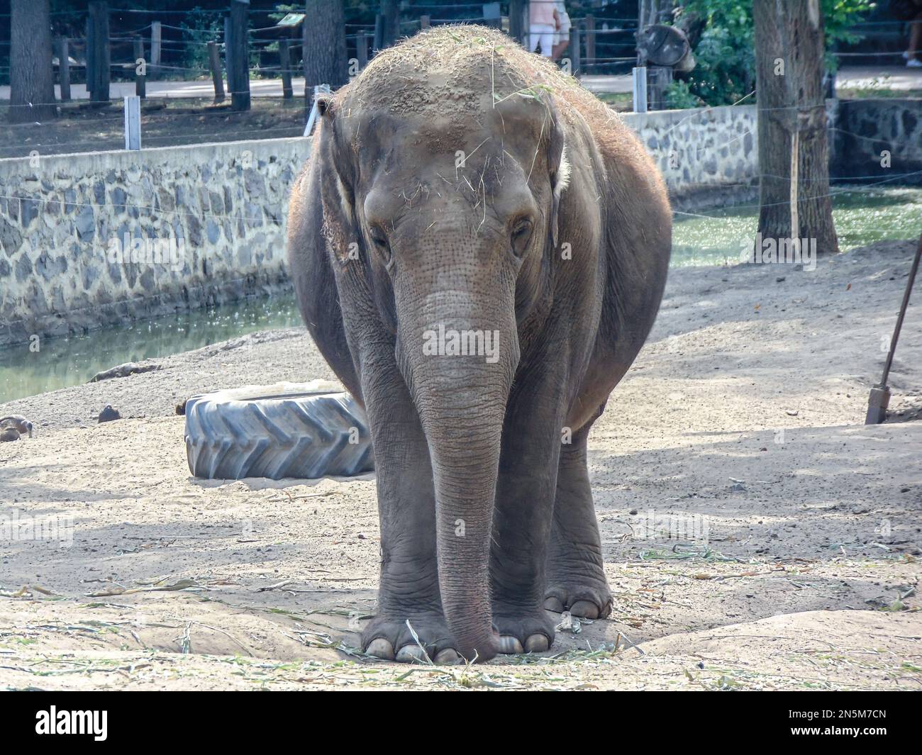 Elephant macro hi-res stock photography and images - Alamy