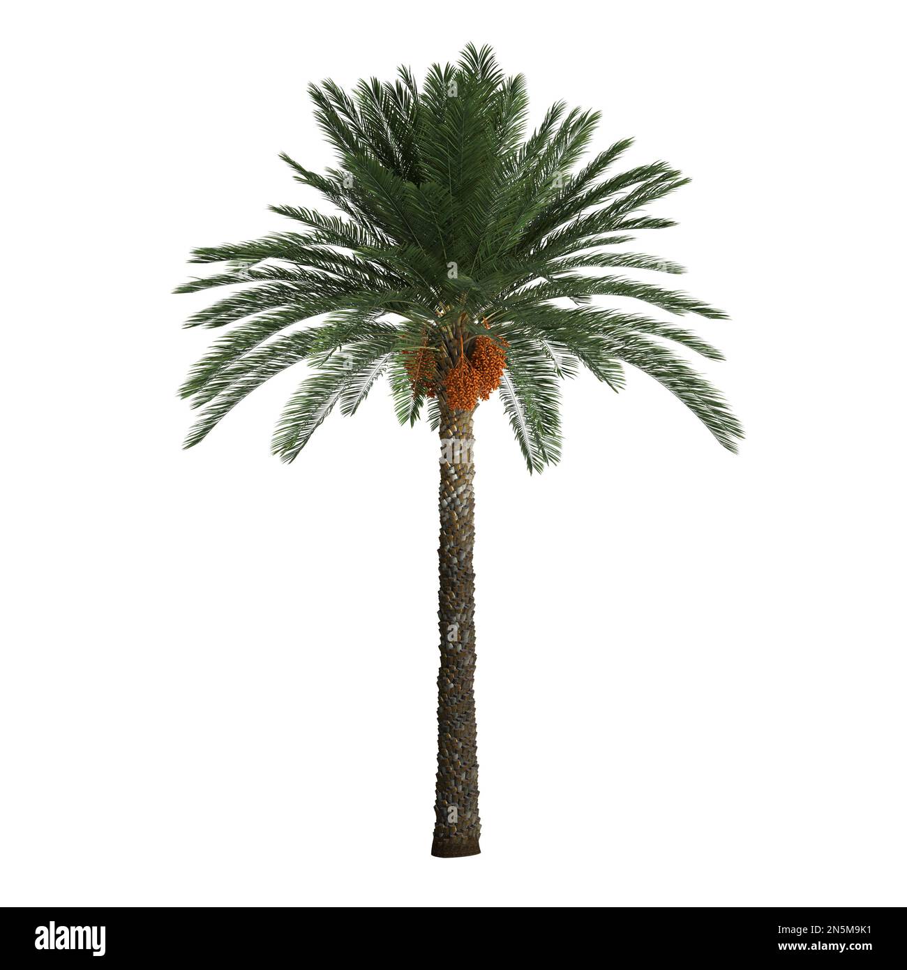 3d illustration of date palm tree isolated on white background Stock ...
