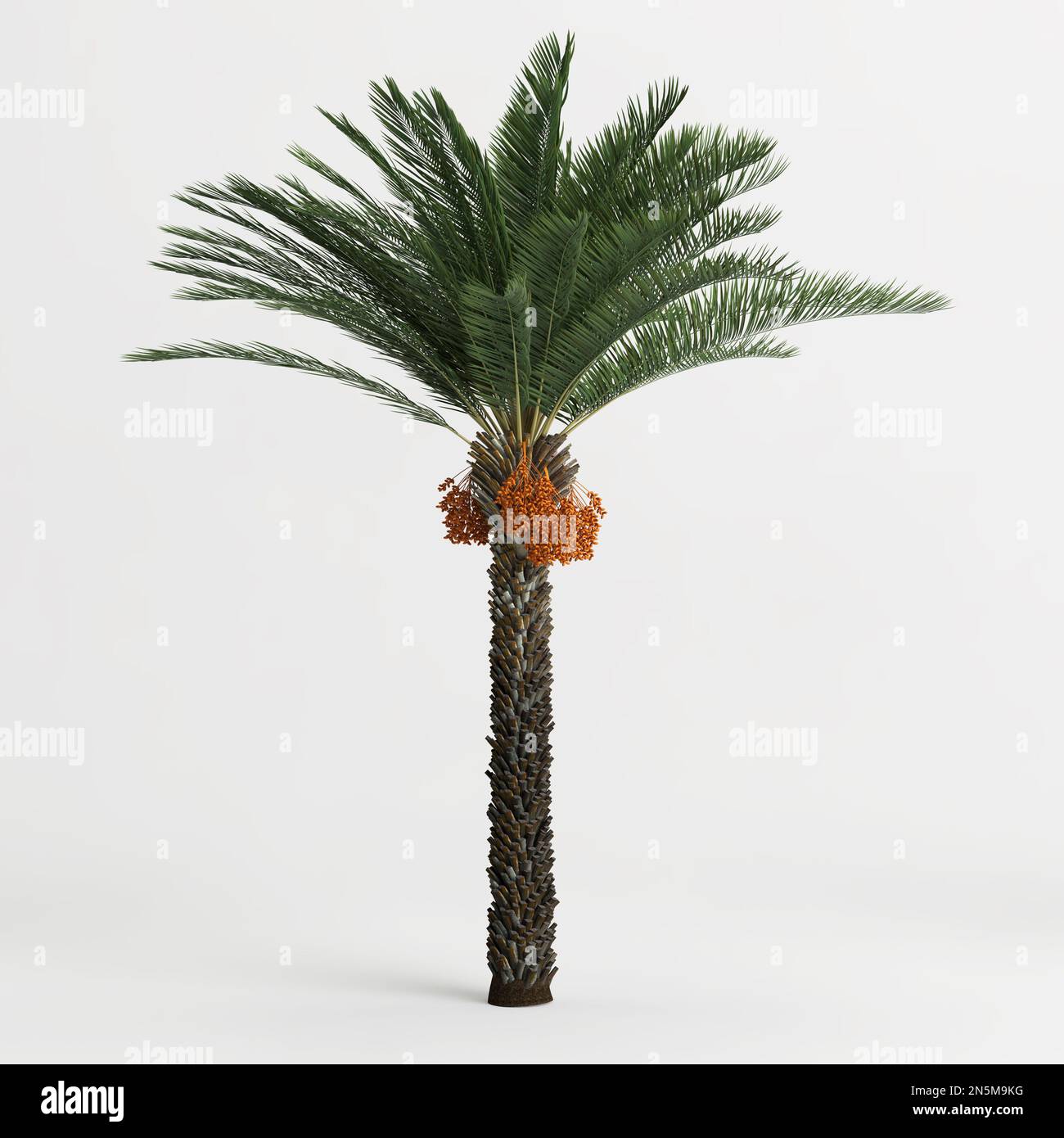 3d illustration of date palm tree isolated on white background Stock ...