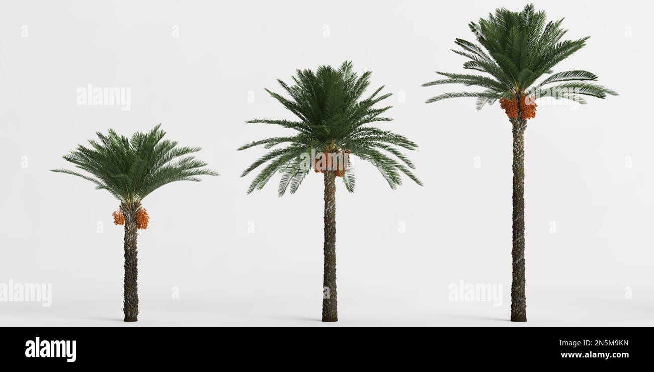 3d illustration of set date palm tree isolated on white background ...