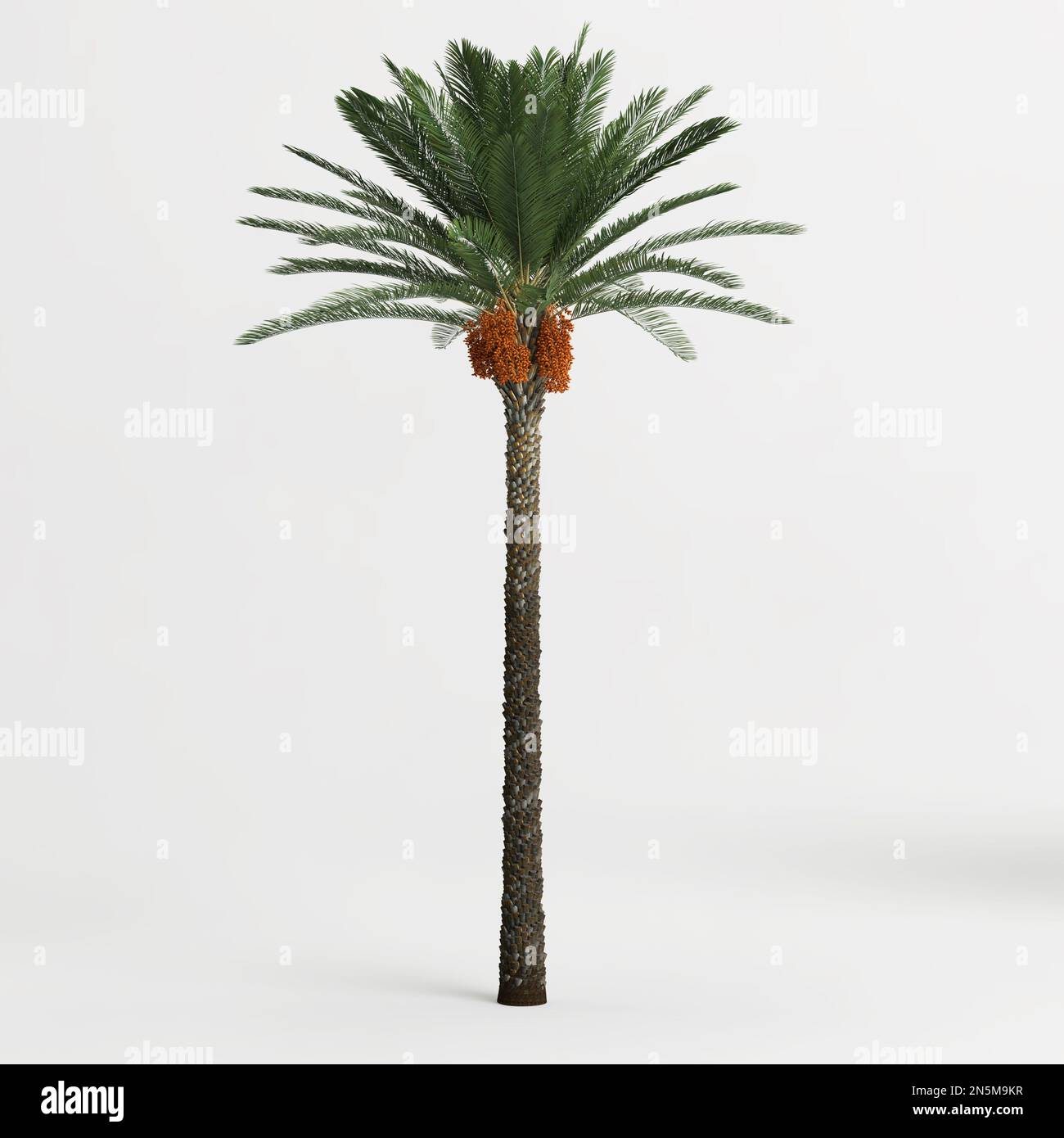 3d illustration of date palm tree isolated on white background Stock ...