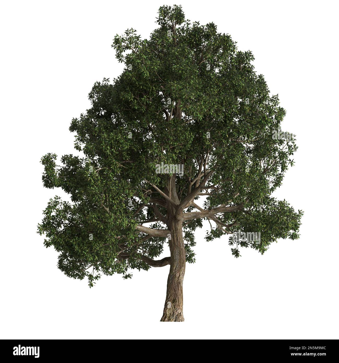 3d illustration of big tree isolated on white background Stock Photo ...